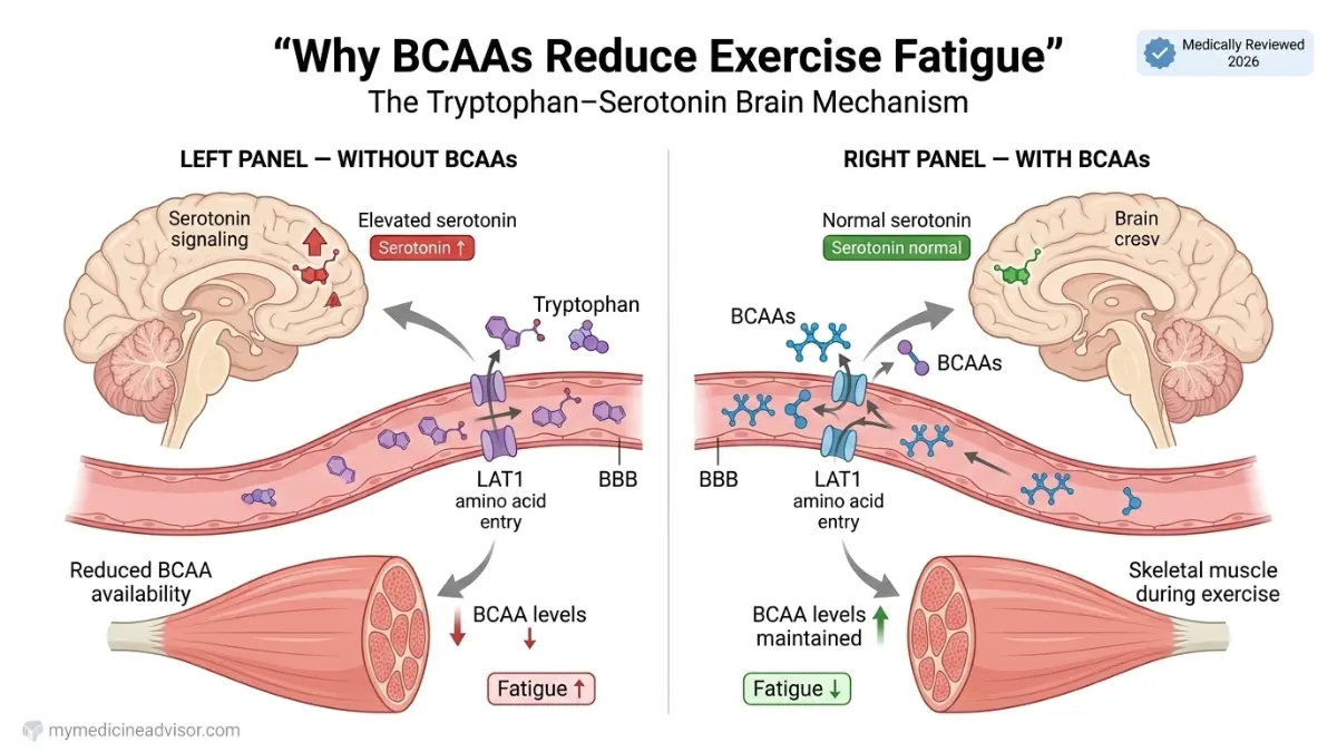 BCAA: What It Does to Your Body, Explained