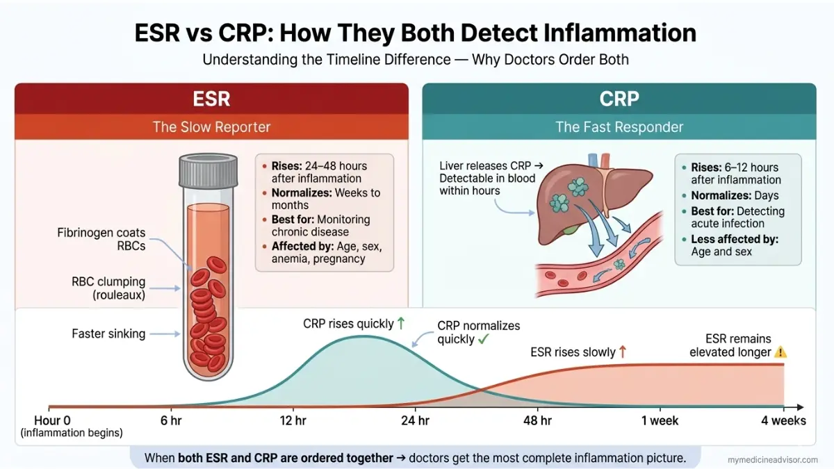 ESR Blood Test: What Your Results Really Mean