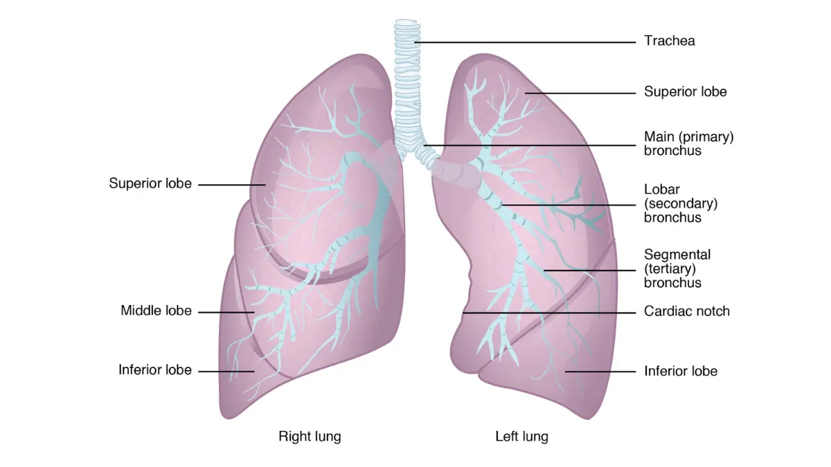 Lung Cancer Stages: Stage 1 to 4 Survival Truth 2026